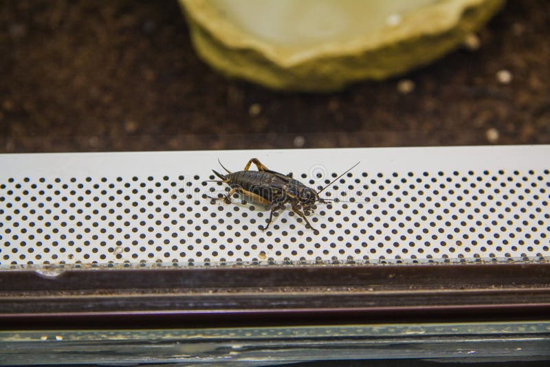 Cockroach Swarm stock photo. Image of control, pest, cockroach - 46855098