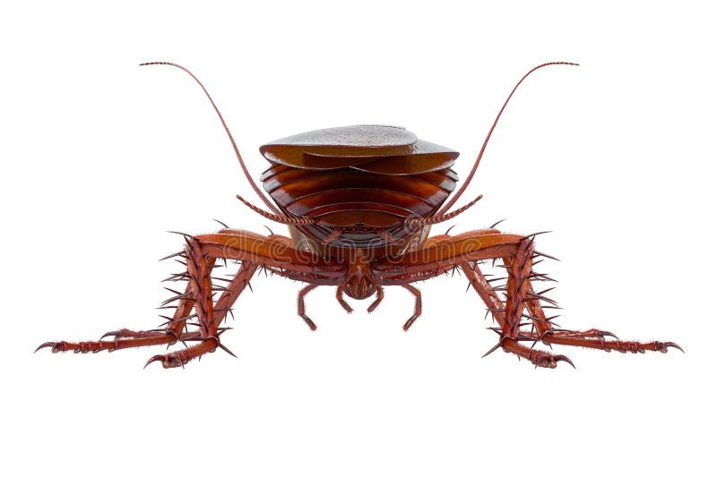 Cockroach Bug Small Orange, Close View Stock Illustration ...