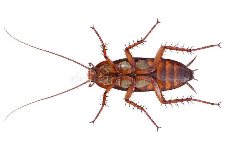 Cockroach Bug Brown Creature, Bottom View Stock Illustration ...