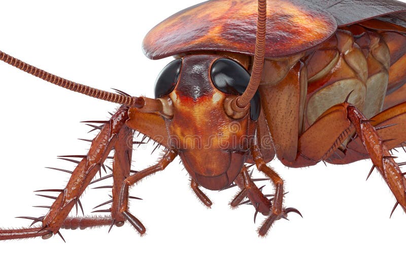 Cockroach Bug Brown Roach, Close View Stock Illustration - Illustration ...