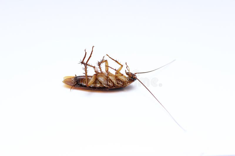 Cockroach Bug Pest Control Dead Insect Stock Photo - Image of dirt ...