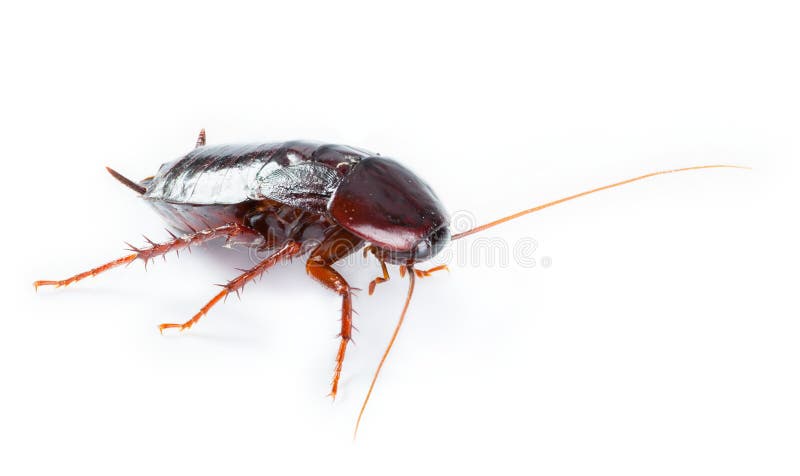 Black Cockroach, Lat. Blatta Orientalis, Isolated on White Background ...