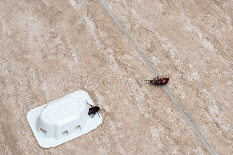 Cockroach Caught Near a Trap on a Kitchen Floor Tile. Stock Image ...