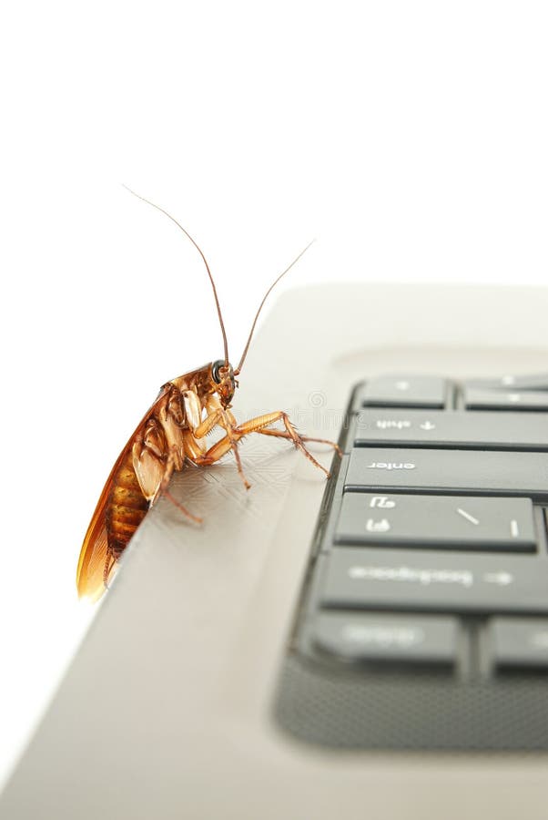 Cockroach Climbing on Keyboard Stock Image - Image of loathsome ...