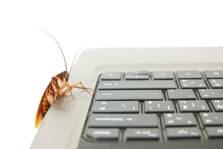 Cockroach Climbing on Keyboard Stock Image - Image of creepy, abhor ...