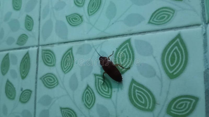 A Cockroach Climbing the Wall Stock Footage - Video of black, disease ...