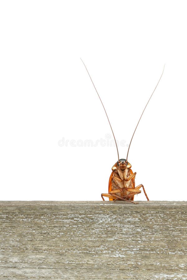 Cockroach stock photo. Image of white, creepy, insect - 32625770