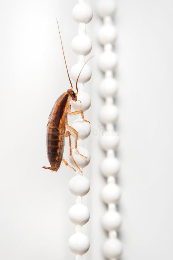 A Cockroach Climbs My Kitchen Wall in Patong, Phuket Province, Thailand ...