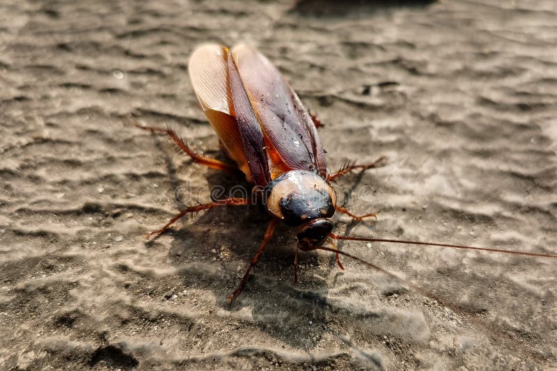 Cockroach stock image. Image of colored, ground, close - 338768853