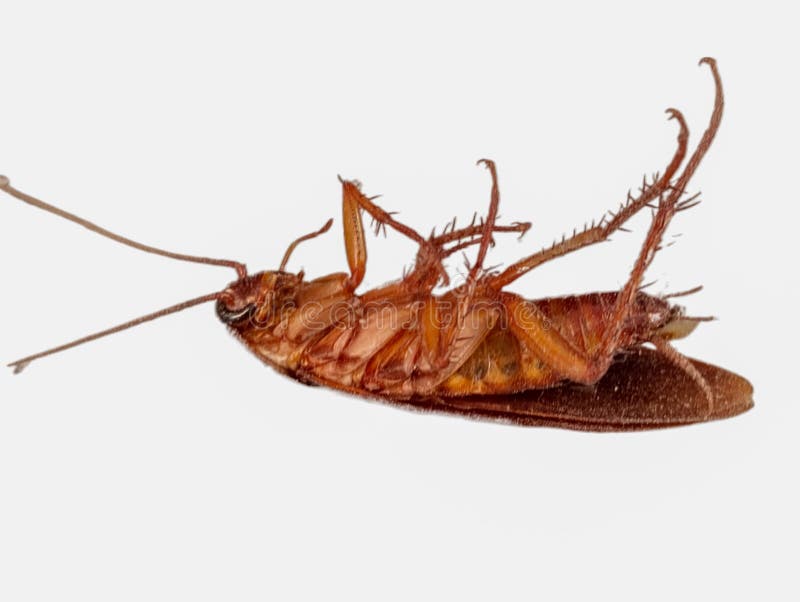 Cockroach Close-Up: a Pest Revealed Stock Image - Image of structure ...