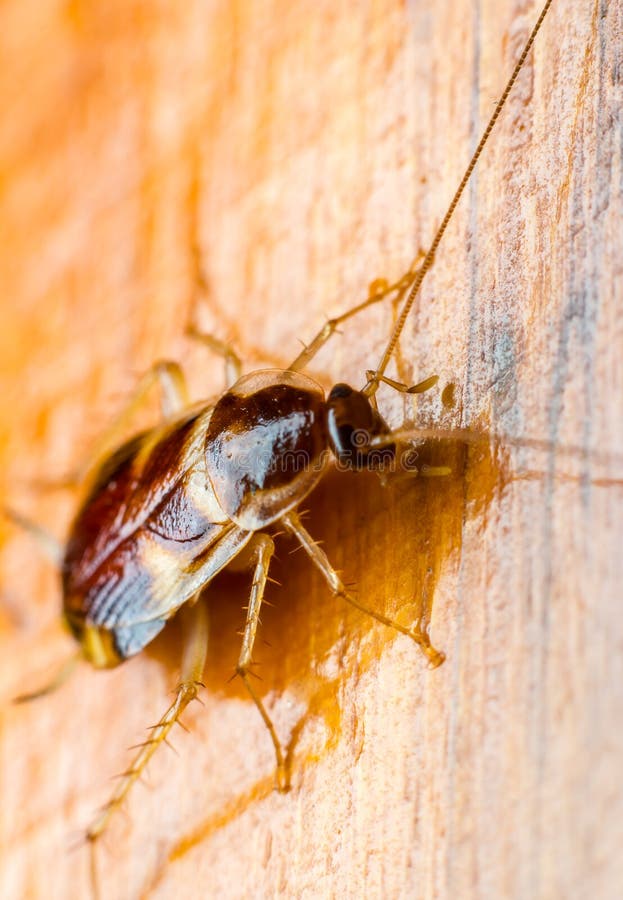 Cockroach stock image. Image of nature, outdoor, turkestan - 68887467