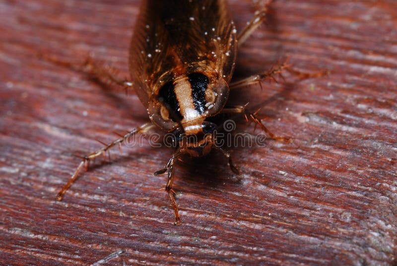 Two Cockroach Egg Lay on Warm and Humid Wooden Tiny Cracks. Brown ...