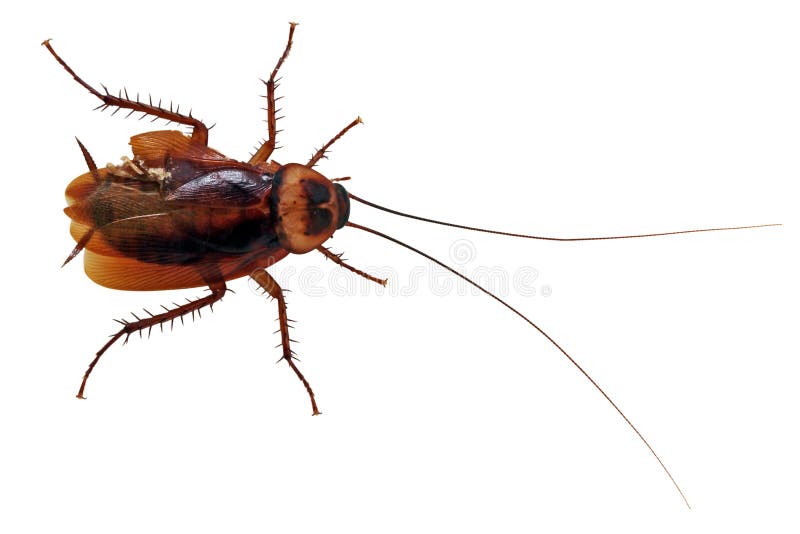 Close up of a cockroach stock photo. Image of head, insect - 19668270