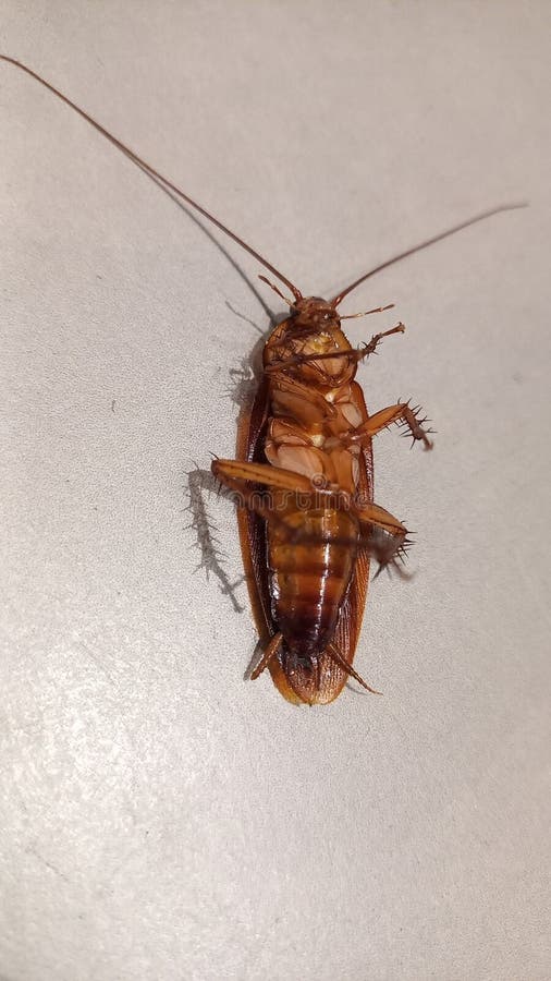 Cockroach , Cockroaches , Cockroaches are Sleeping , Dead Cockroach ...