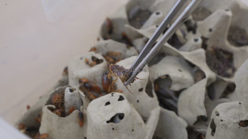 Cockroach Colony in the Zoo Stock Video - Video of dirt, ailment: 121033477