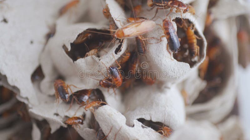 Cockroach Colony in the Zoo Stock Footage - Video of creepy, dirt ...