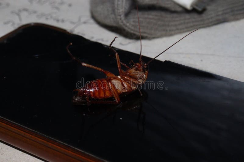 A Cockroach on Computer Keyboard Stock Photo - Image of creepy ...