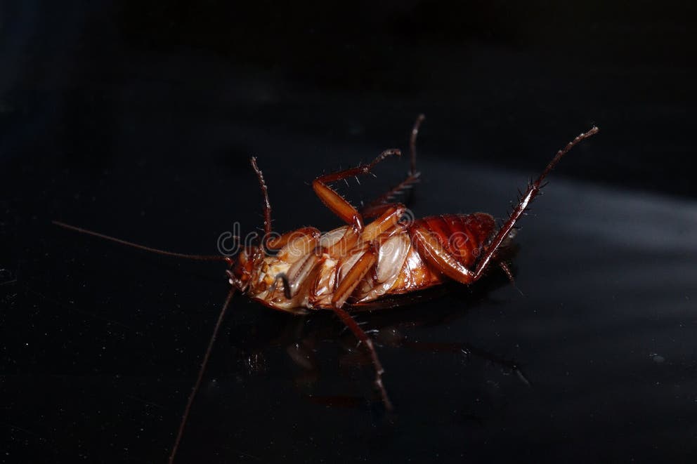 A Cockroach on Computer Keyboard Stock Image - Image of computer ...