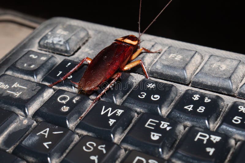 A Cockroach on Computer Keyboard Stock Image - Image of work, needle ...