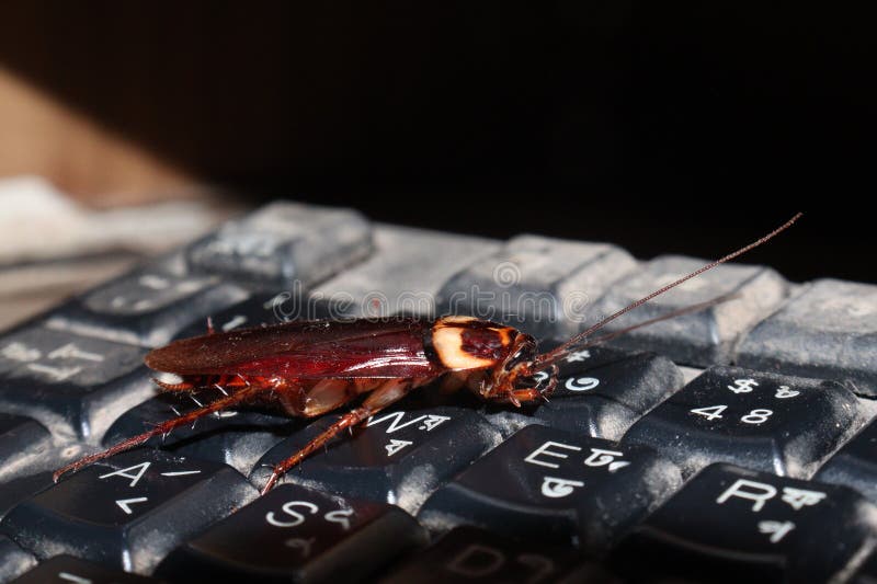 A Cockroach on Computer Keyboard Stock Image - Image of dirty, work ...