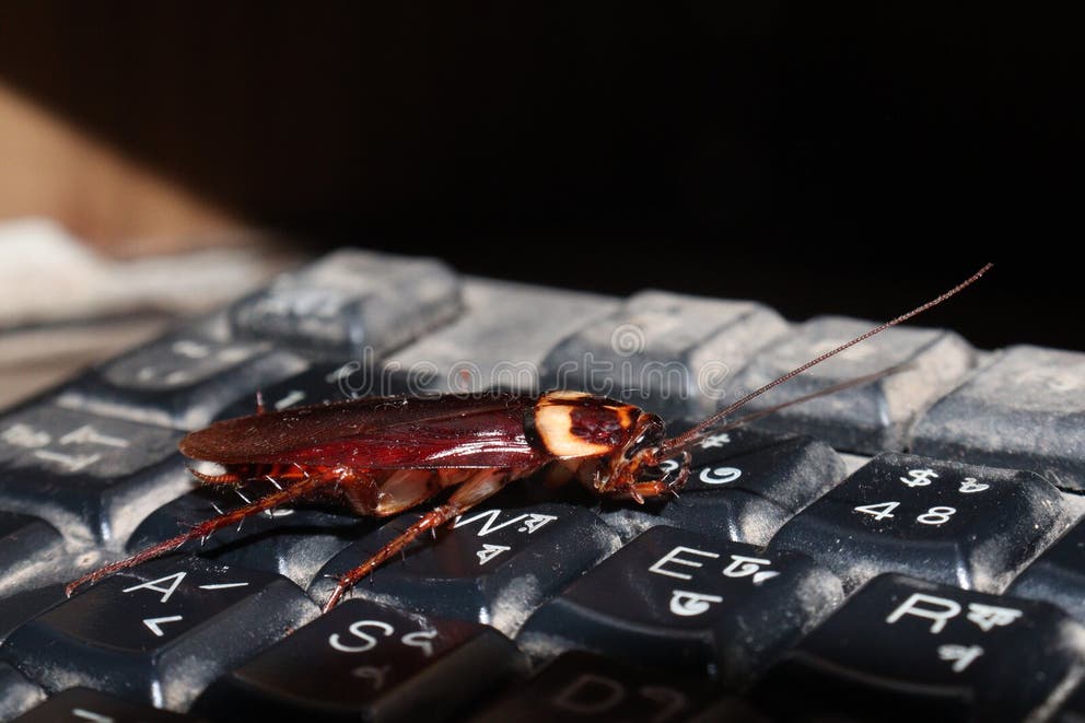 A Cockroach on Computer Keyboard Stock Image - Image of dirty, work ...