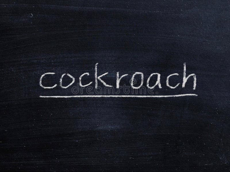 14,898 Cockroach Stock Photos - Free & Royalty-Free Stock Photos from ...
