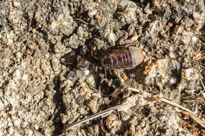Cockroach on Concrete stock photo. Image of giant, rough - 295903140