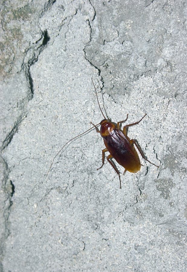 Cockroach on concrete wall stock image. Image of chirr - 10686029