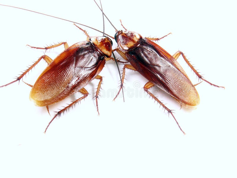 Cockroach conversation. stock photo. Image of antenna - 22239386