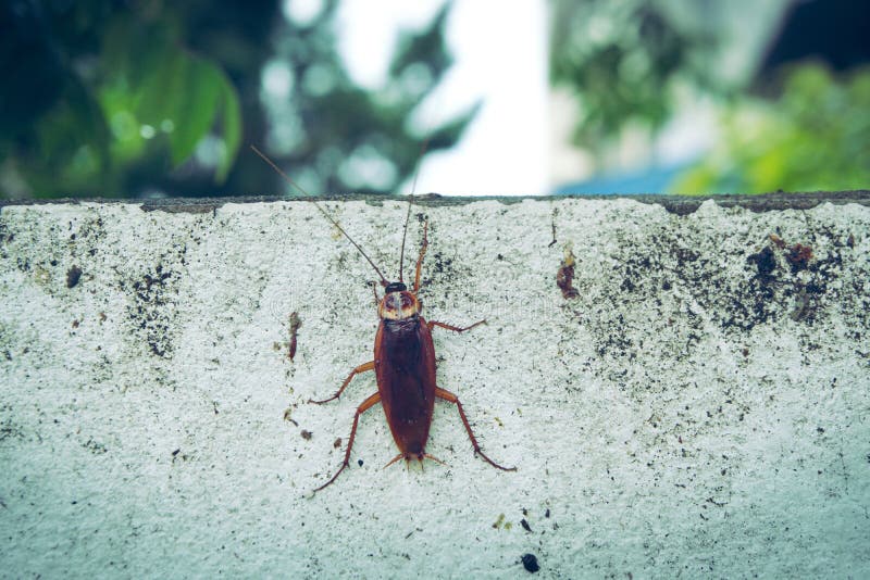 Cockroach crawling stock photo. Image of wooden, cockroach - 50010322