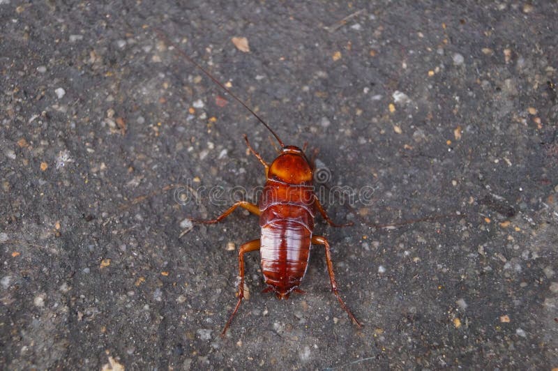 Cockroach stock image. Image of insect, animals, events - 64112187