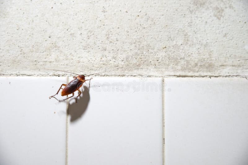 Cockroach on a Tile in the Kitchen in the Beam of a Flashlight. Stock ...