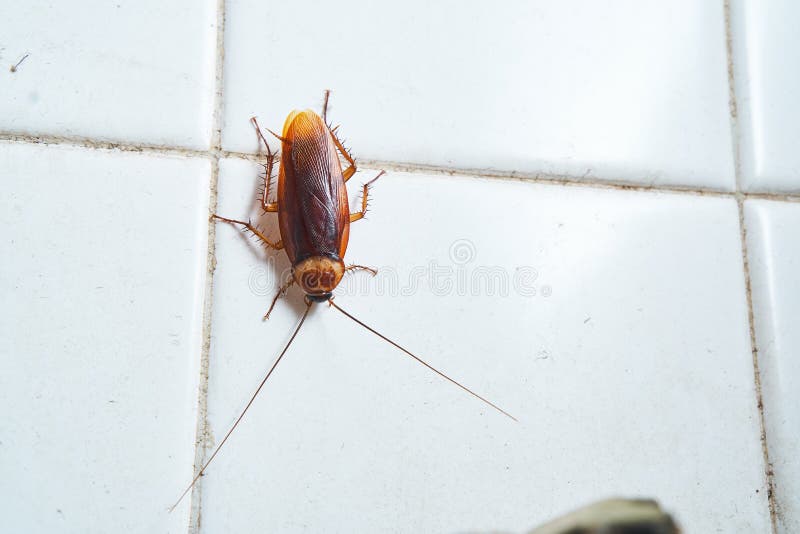 Cockroach Crawling on White Tile Wall Stock Photo - Image of movement ...