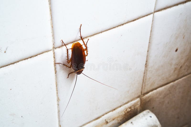 Cockroach Crawling on White Tile Wall Stock Photo - Image of ...