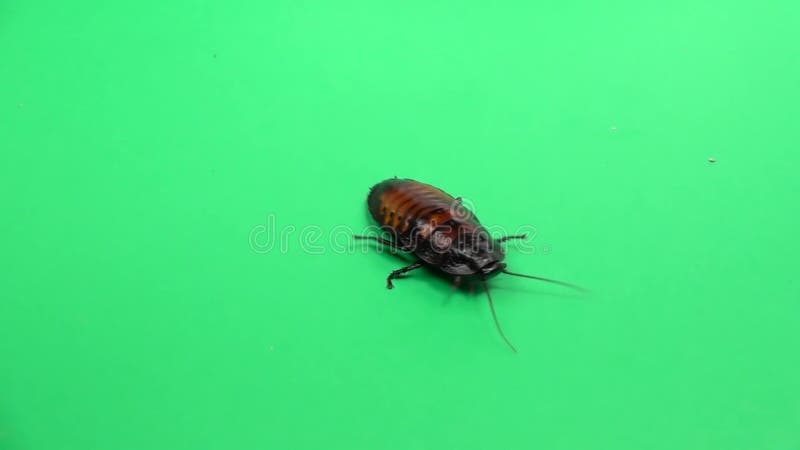 Cockroach Crawls . Green Screen. View from Above.. Slow Motion Stock ...
