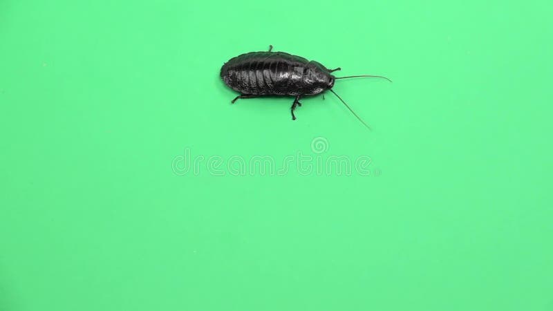 Cockroach Crawls . Green Screen. View from Above.. Slow Motion Stock ...