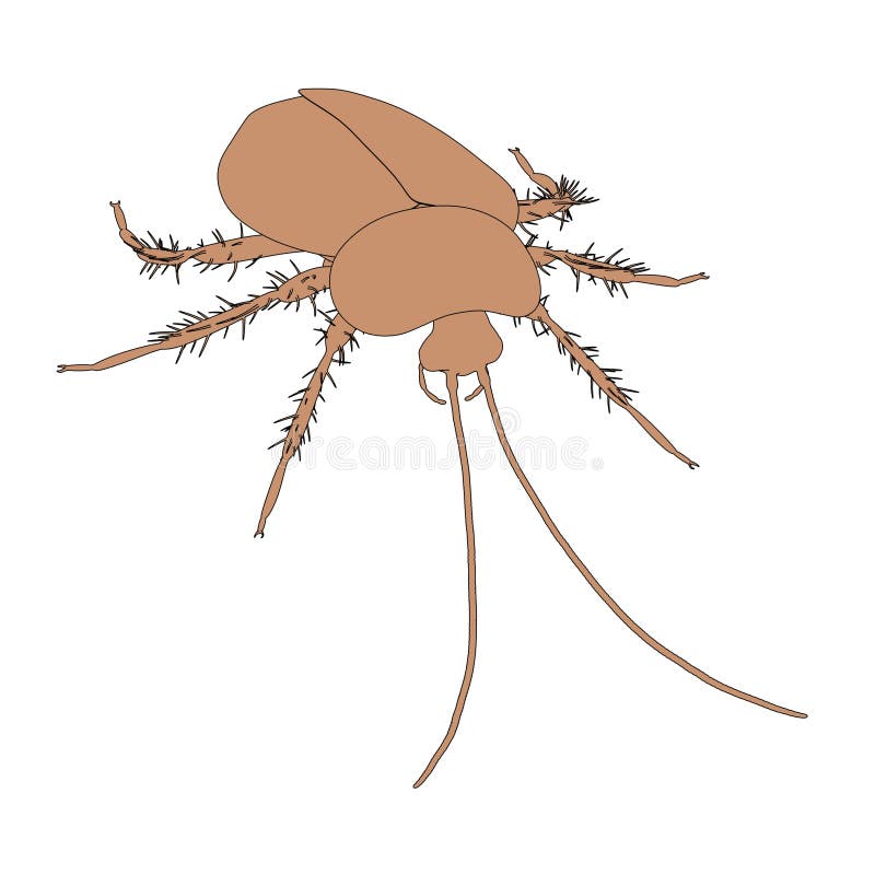 Female Cockroach Stock Illustrations – 66 Female Cockroach Stock ...