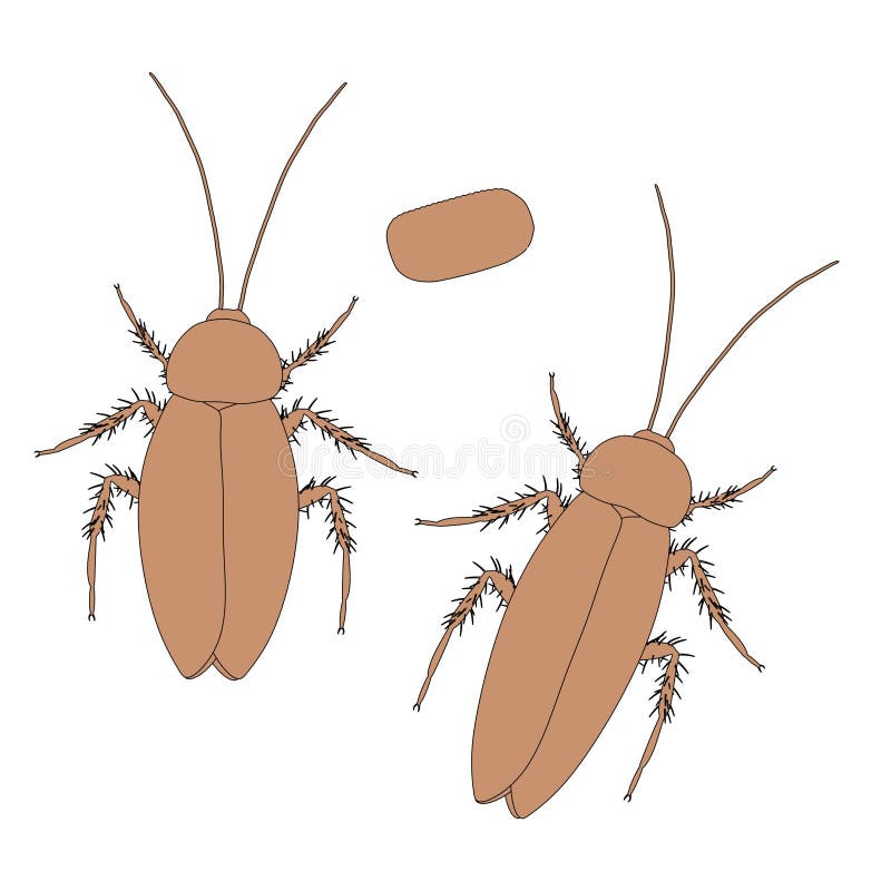 Female Cockroach Stock Illustrations – 66 Female Cockroach Stock ...