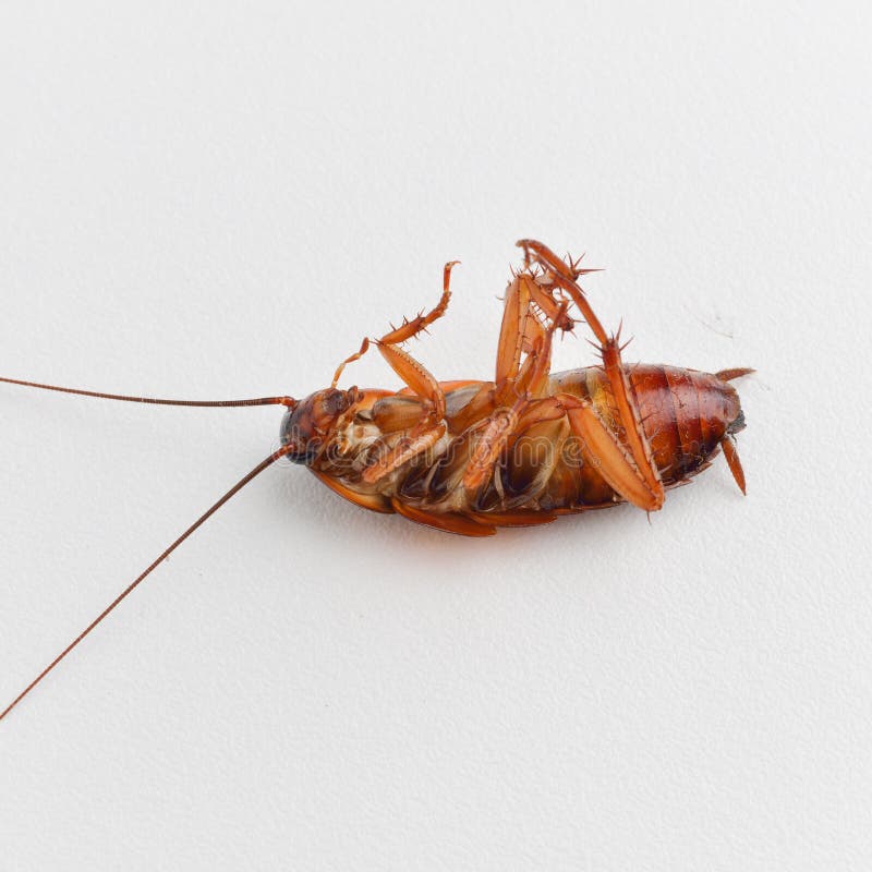 873 Cockroach Table Stock Photos - Free & Royalty-Free Stock Photos ...