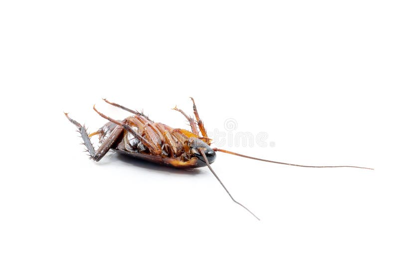 Cockroach Dead on White Background Stock Image - Image of disgusting ...