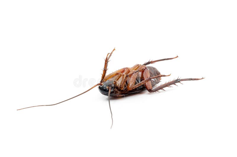 Cockroach Dead on White Background Stock Photo - Image of wings, creepy ...