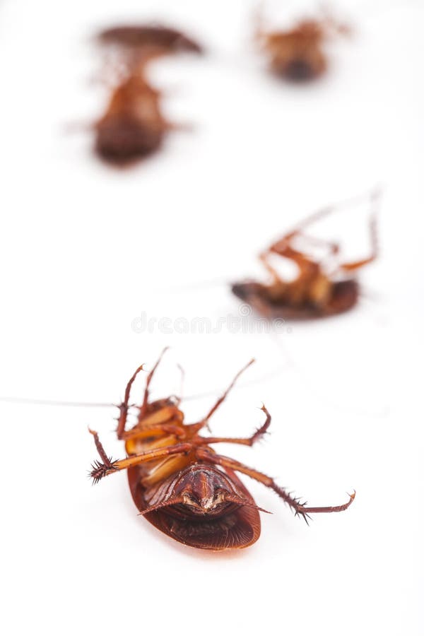 Cockroach Bottom View Isolated on White Stock Photo - Image of insect ...