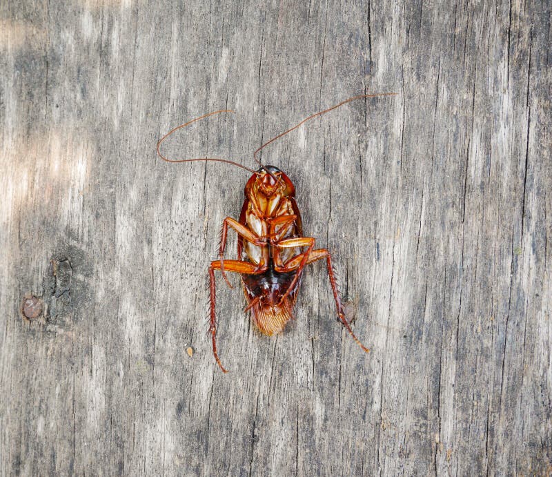 Cockroach dead stock photo. Image of pesticide, creepy - 69818242
