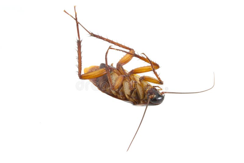 Cockroach Die on White Background Stock Photo - Image of body, dead ...