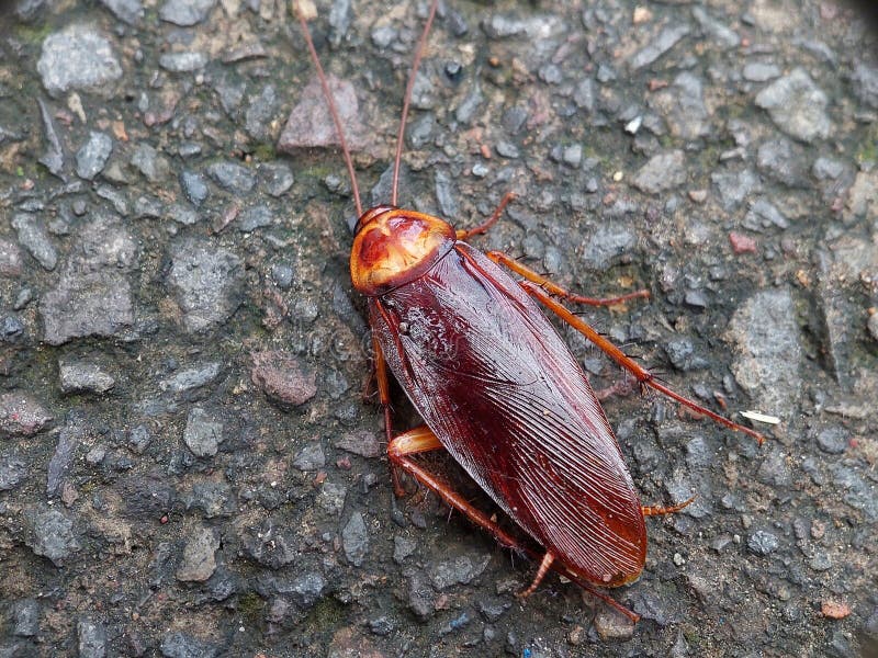 A Cockroach Died of Antispetic Poisoning Stock Image - Image of ...