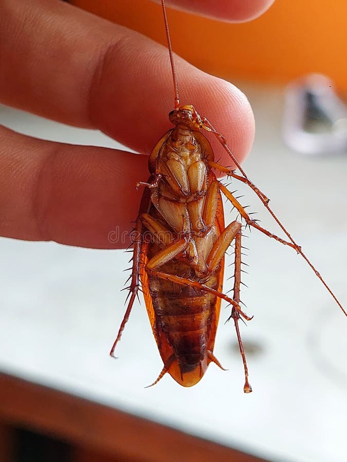 A Cockroach Died of Antispetic Poisoning Stock Photo - Image of ...