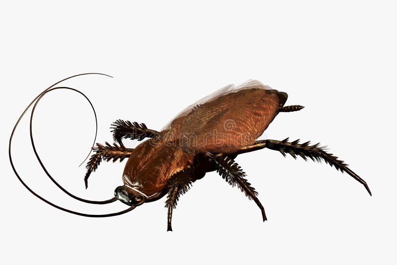 Indian domino cockroach. stock image. Image of zoology - 21372543