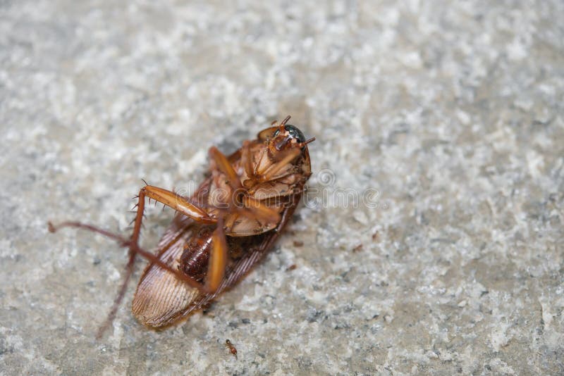 Cockroach & Egg Sack with Lots of Baby Cockroaches Stuck on a Catcher ...
