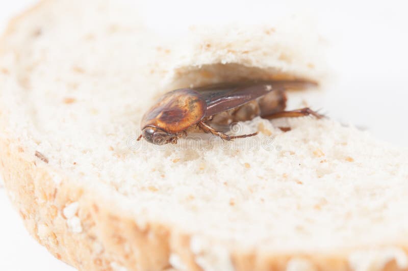 594 Cockroach Eating Photos - Free & Royalty-Free Stock Photos from ...