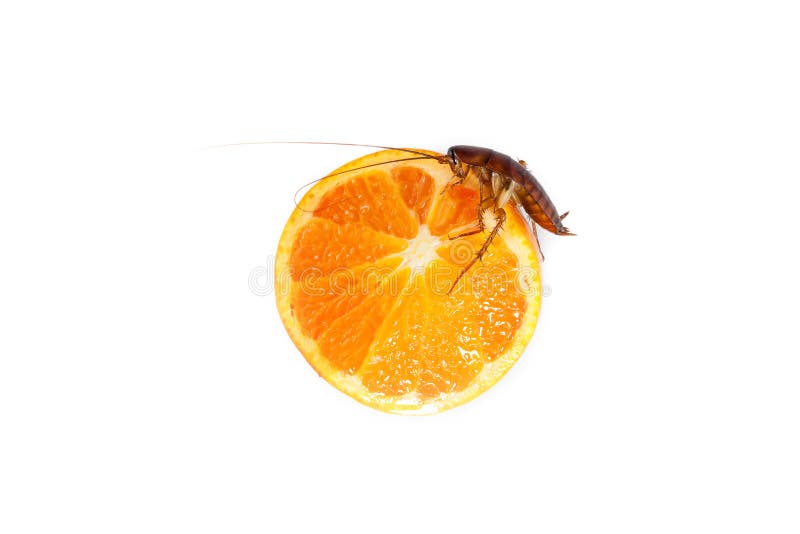Cockroach with Orange Spots. Lucihormetica Verrucosa is a Species of ...
